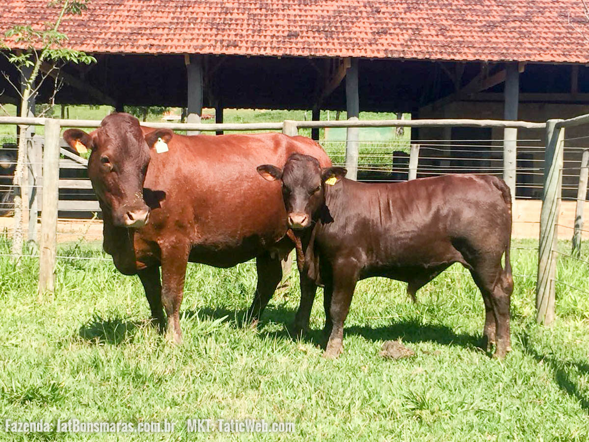 bezerros (1) – Criatório JAT BONSMARAS – Fazenda Santa Joana